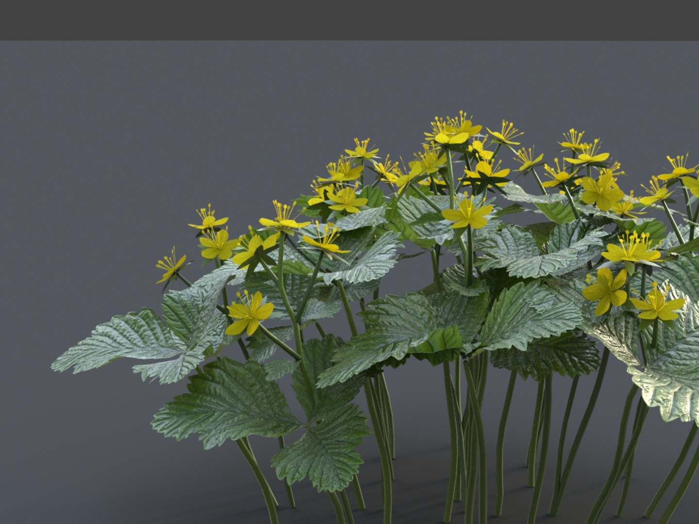 3D XfrogPlants Barren Strawberry - Geum Fragaroides Model - TurboSquid ...