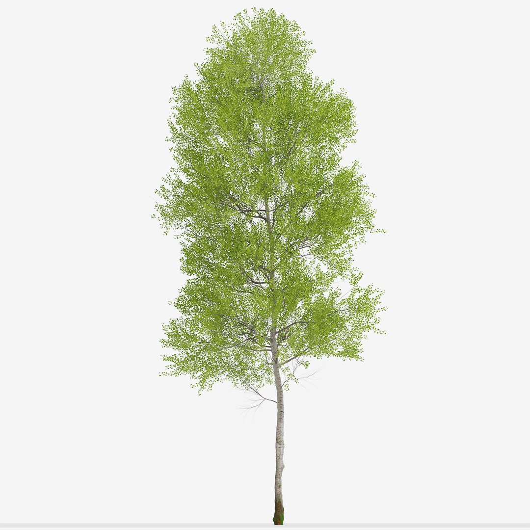 Set Of European Aspen Or Populus Tremula Trees - 2 Trees 3D Model ...