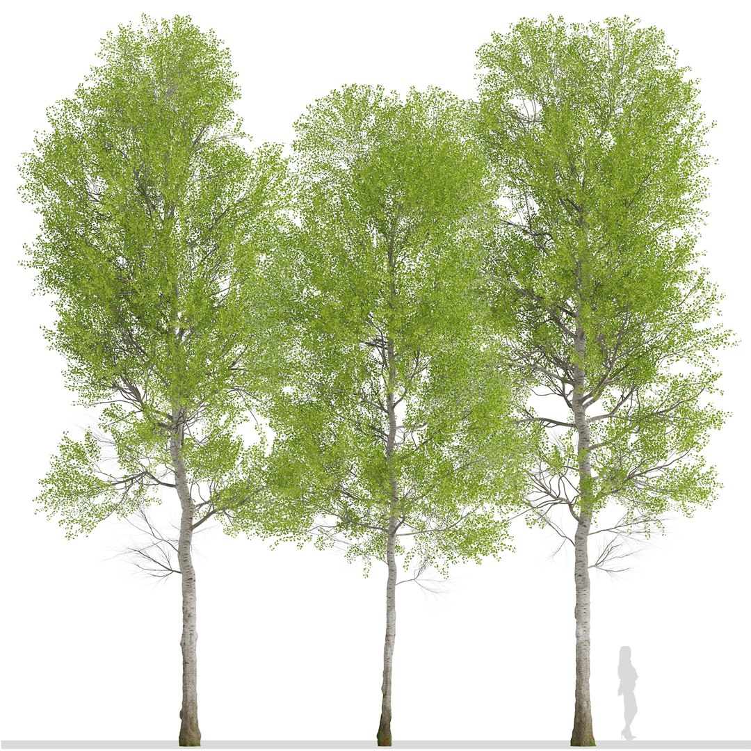 Set Of European Aspen Or Populus Tremula Trees - 2 Trees 3D Model ...