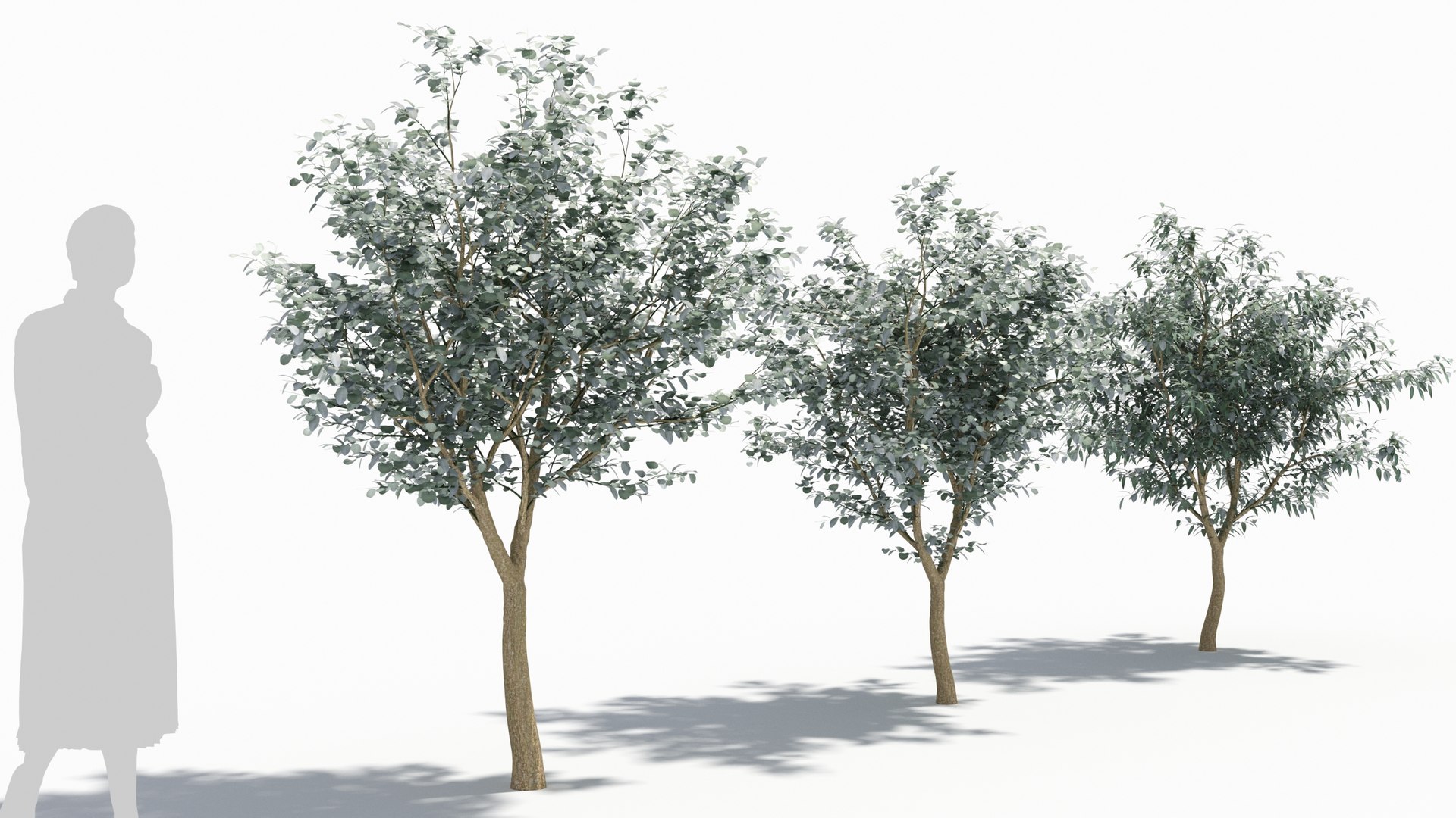 3D Eucalyptus tree - TurboSquid 2027062