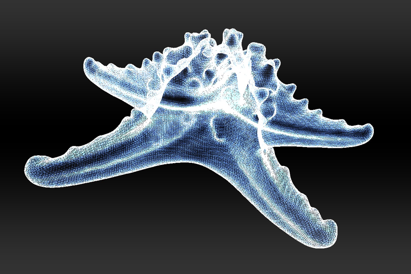 3D Starfish 3D Scan Model - TurboSquid 1746602