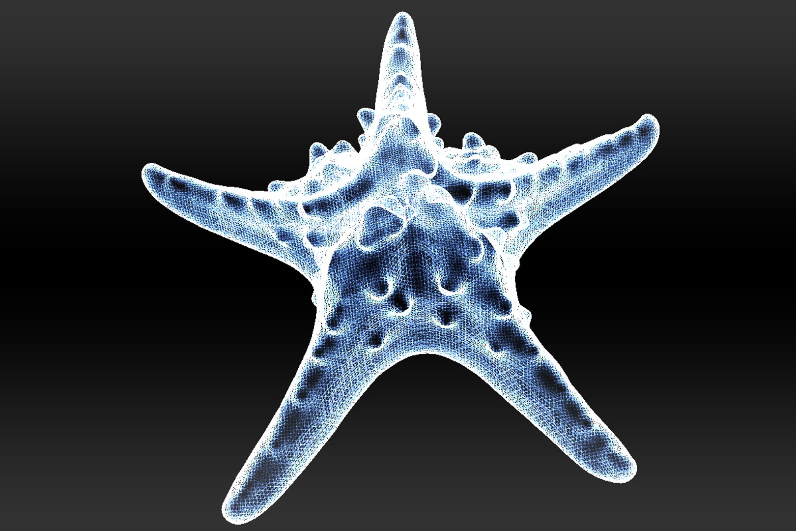 3D Starfish 3D Scan Model - TurboSquid 1746602