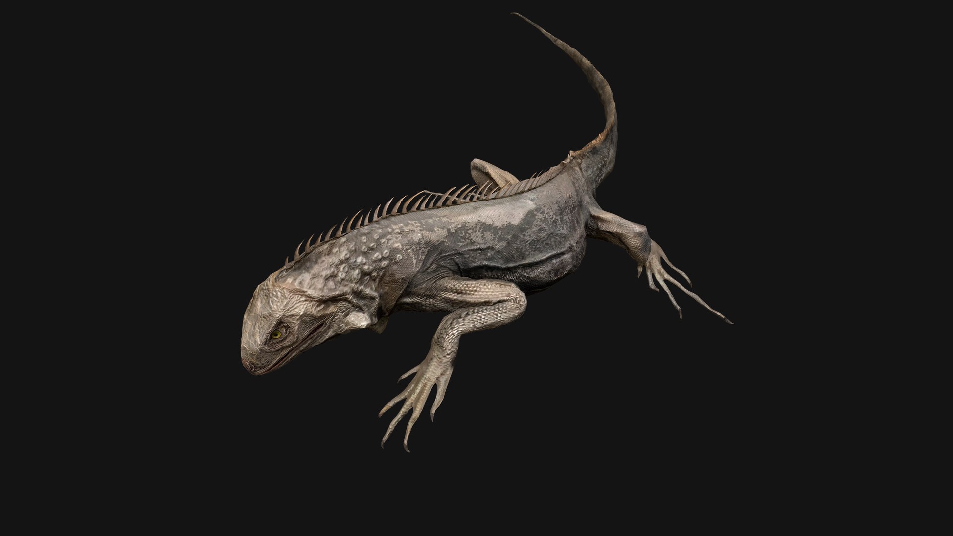 3D Model Iguana Reptile Animated - TurboSquid 2077364