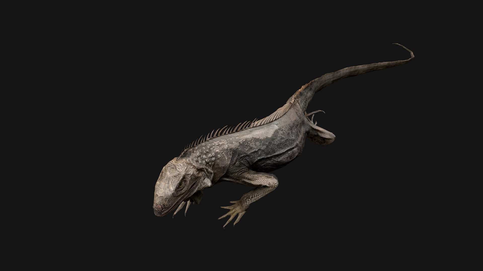 3D Model Iguana Reptile Animated - TurboSquid 2077364
