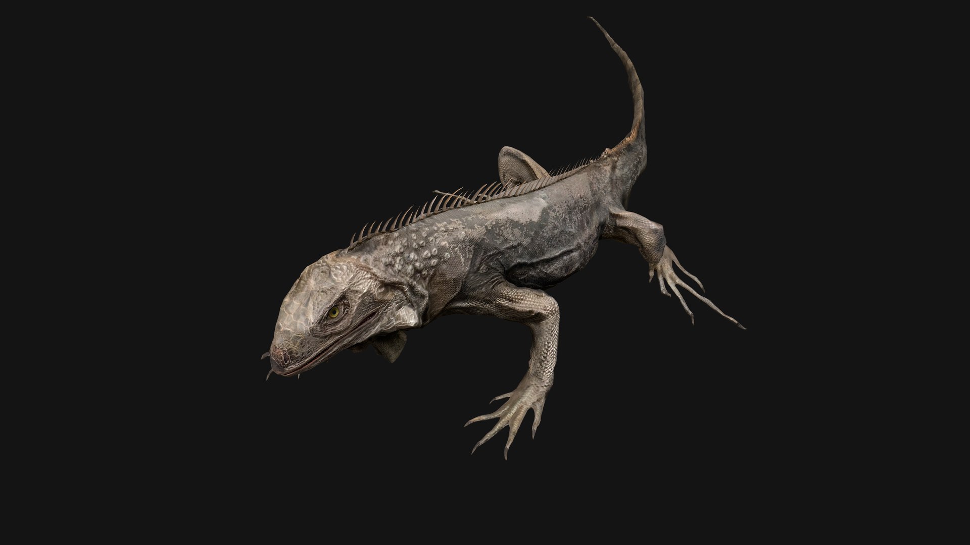 3D model Iguana Reptile Animated - TurboSquid 2077364