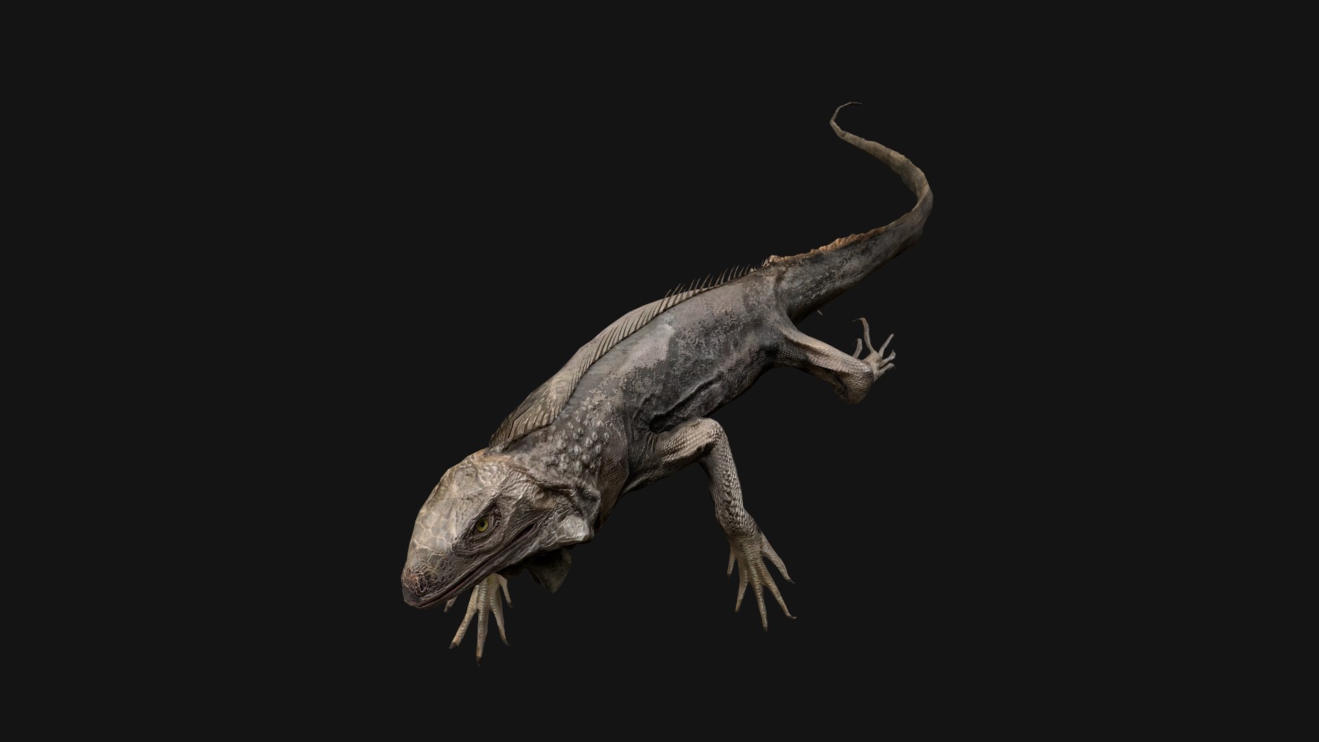 3D Model Iguana Reptile Animated - TurboSquid 2077364