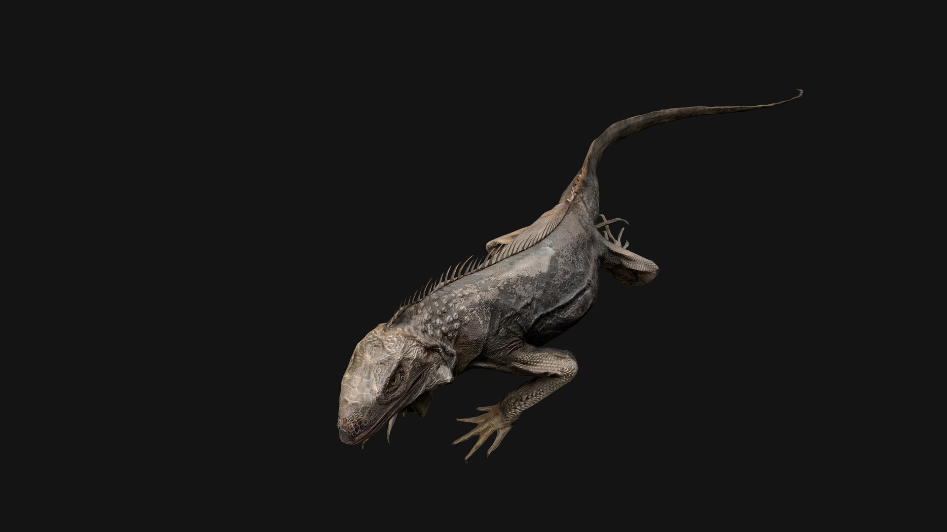 3D Model Iguana Reptile Animated - TurboSquid 2077364