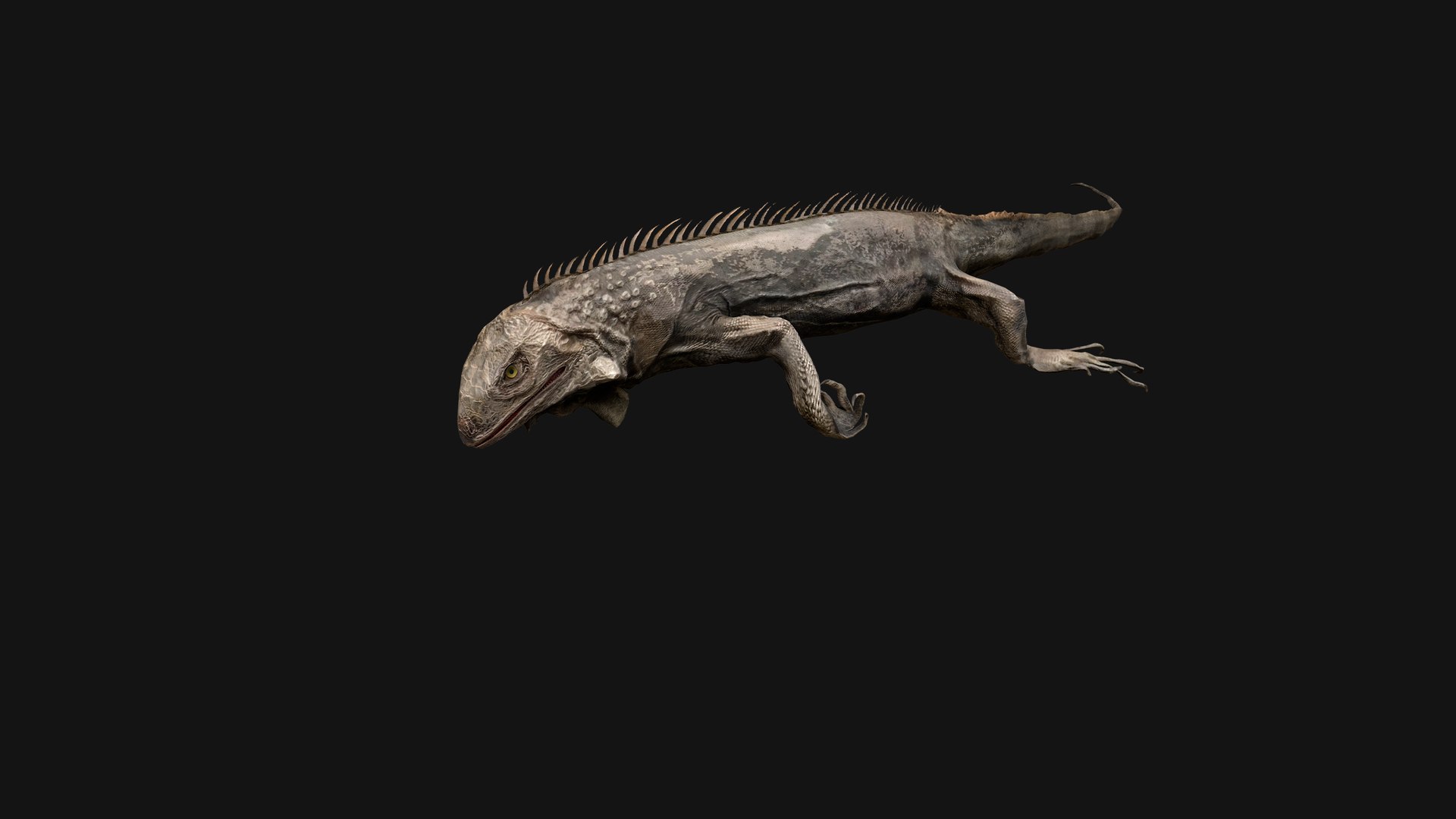 3D model Iguana Reptile Animated - TurboSquid 2077364