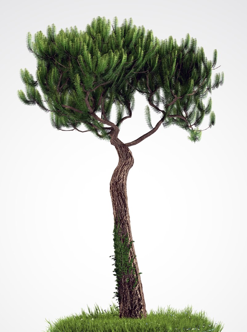 3d Model Pine Trees