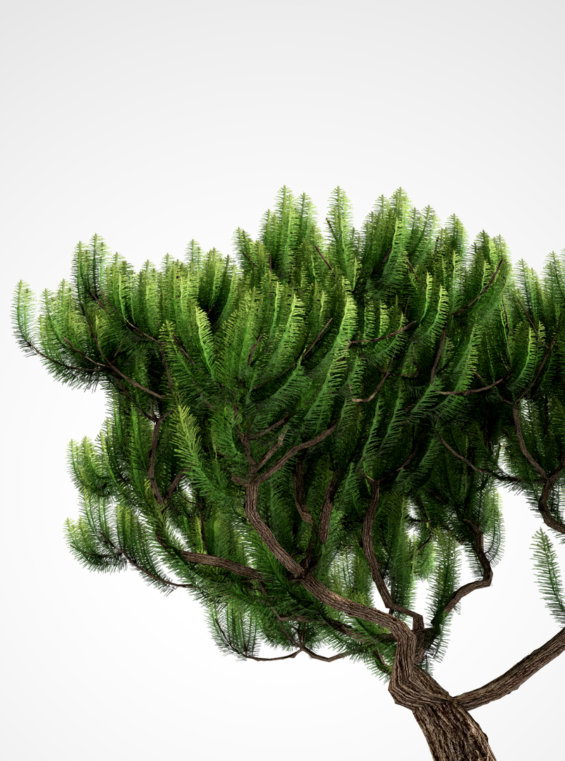 3d model pine trees