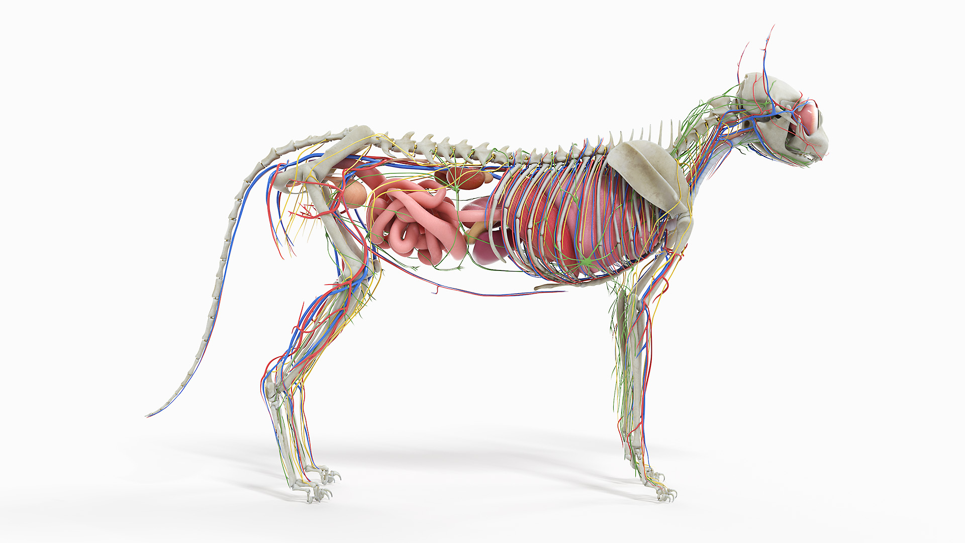 Cat anatomy static model - TurboSquid 1693767