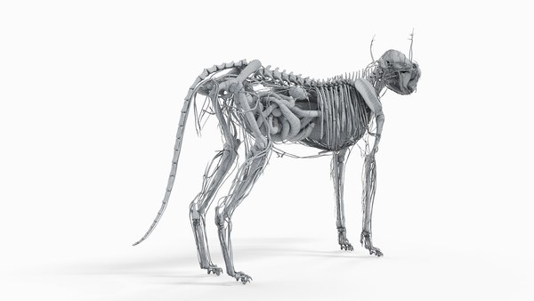 Cat anatomy static model - TurboSquid 1693767