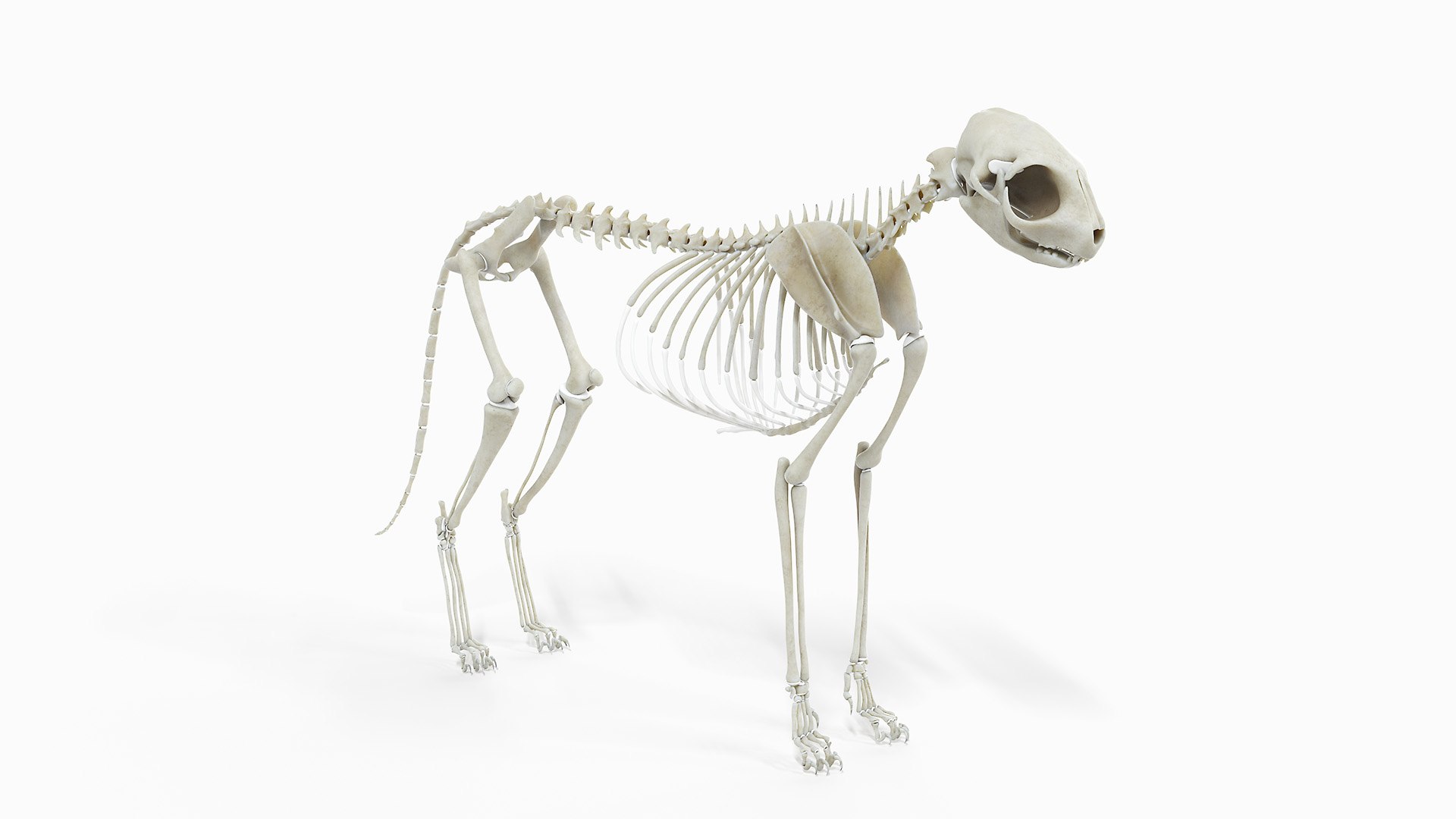 Cat anatomy static model - TurboSquid 1693767