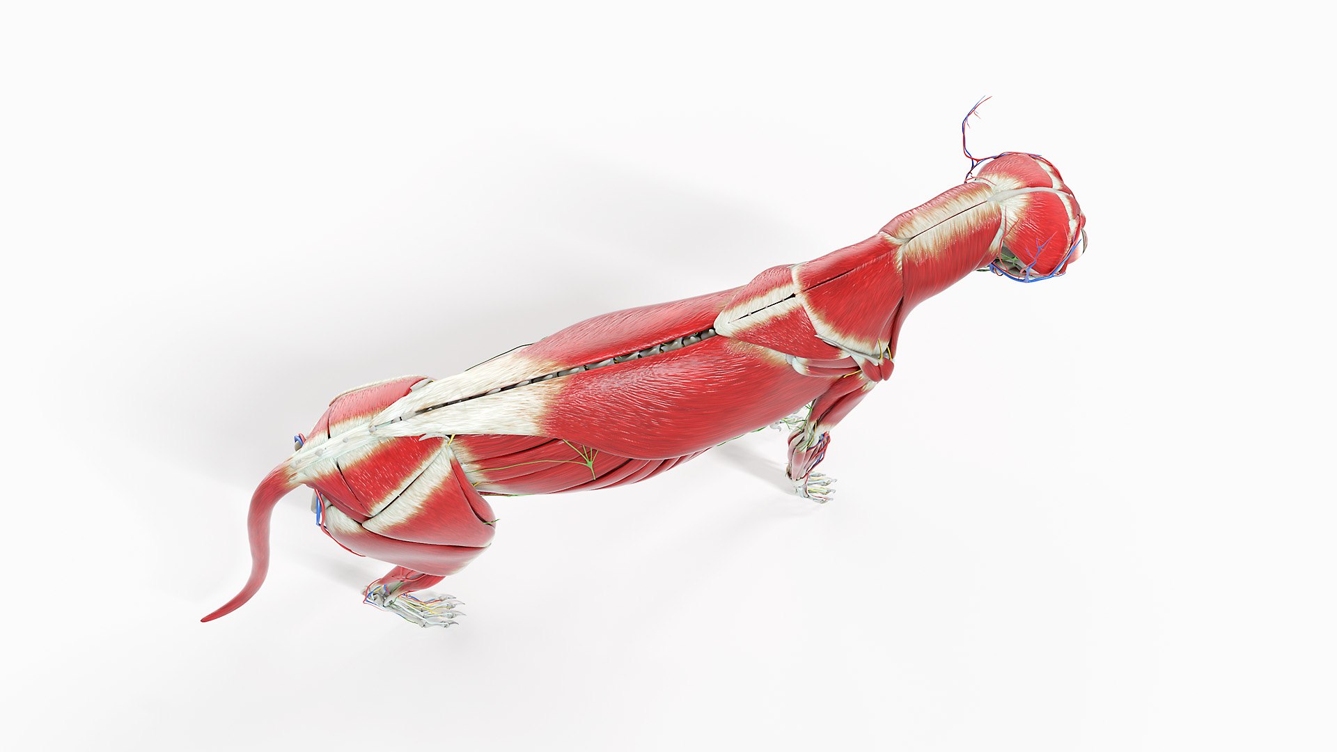 Cat anatomy static model - TurboSquid 1693767