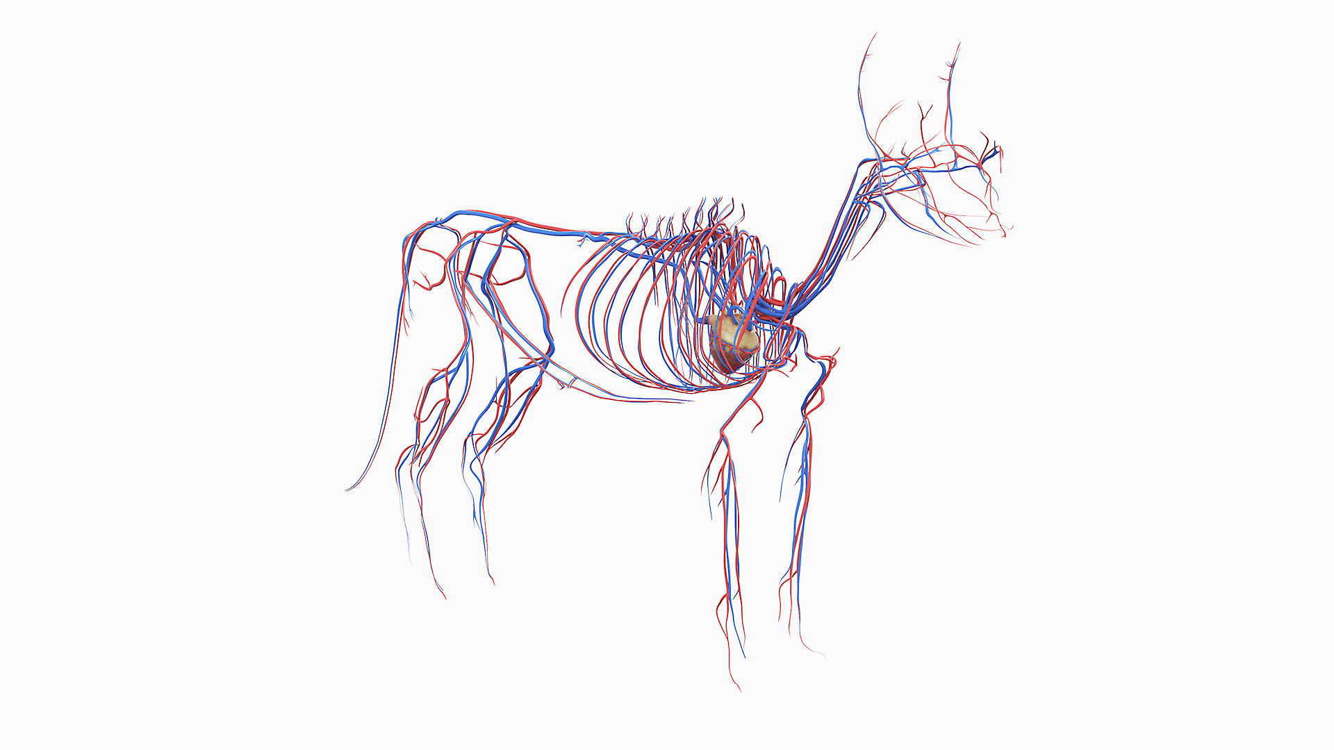 Cat anatomy static model - TurboSquid 1693767