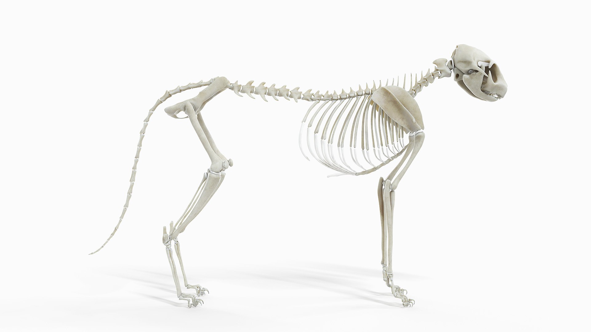 Cat anatomy static model - TurboSquid 1693767