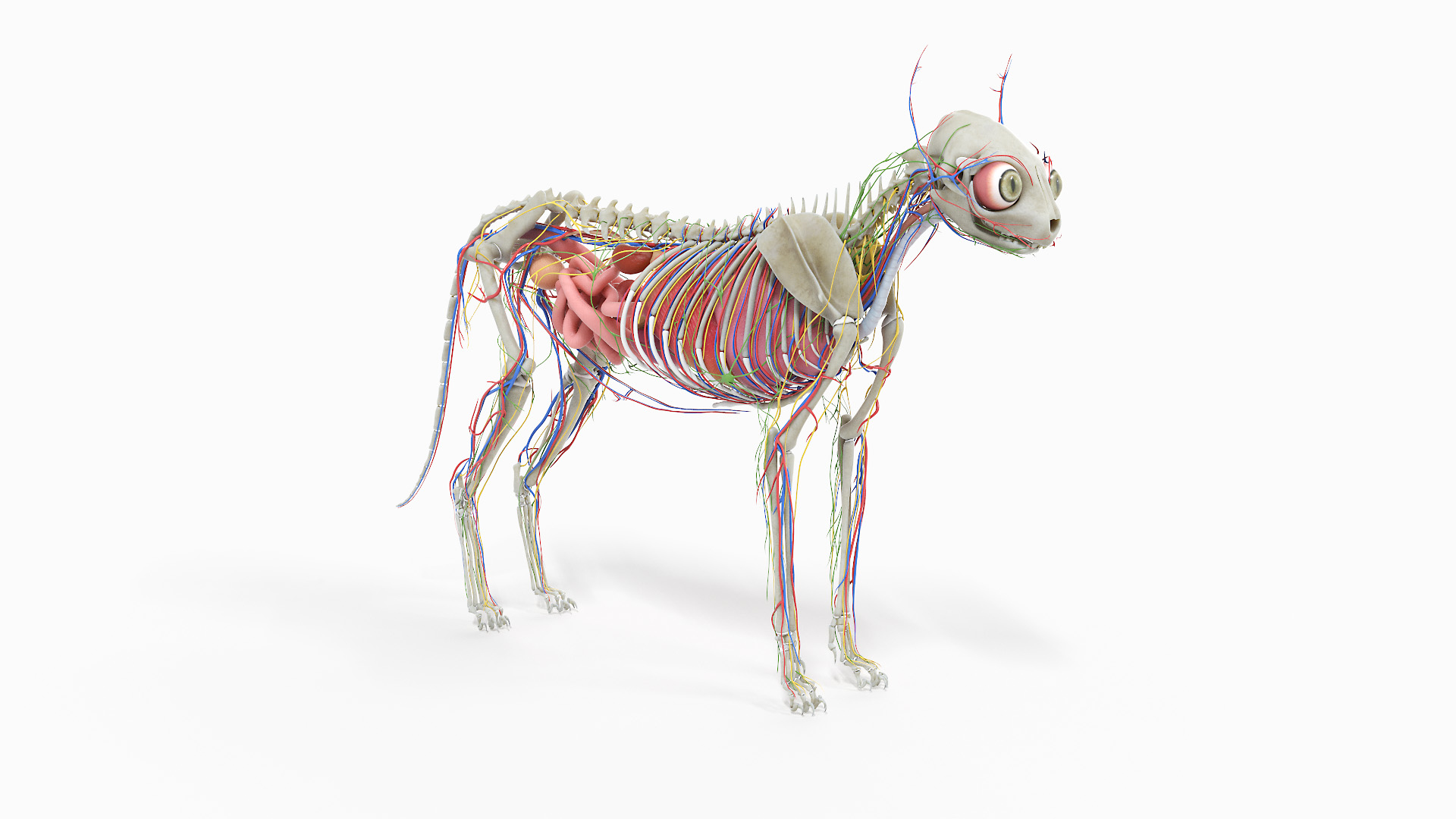 Cat anatomy static model - TurboSquid 1693767