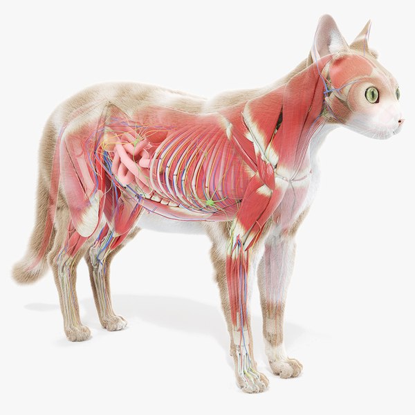 Cat 3D Models for Download | TurboSquid