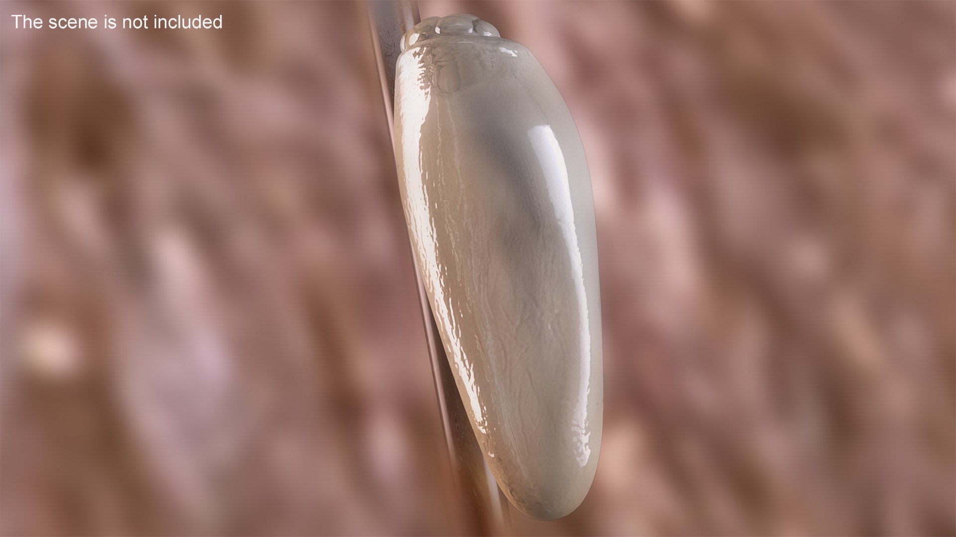 Human Head Louse Egg 3D Model - TurboSquid 2164124