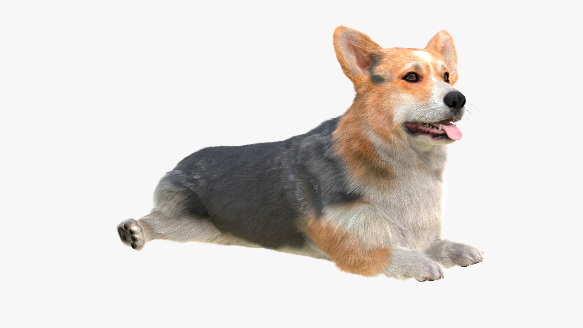 Tricolor Welsh Corgi Pembroke Resting Pose Fur For Maya 3D - TurboSquid ...