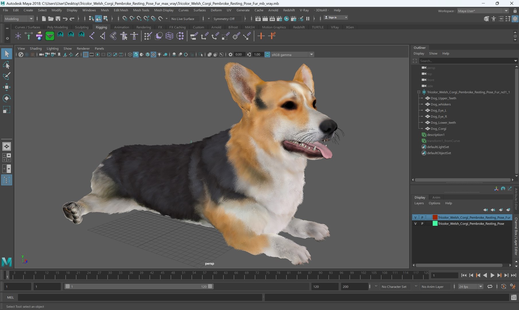 Tricolor Welsh Corgi Pembroke Resting Pose Fur For Maya 3D - TurboSquid ...