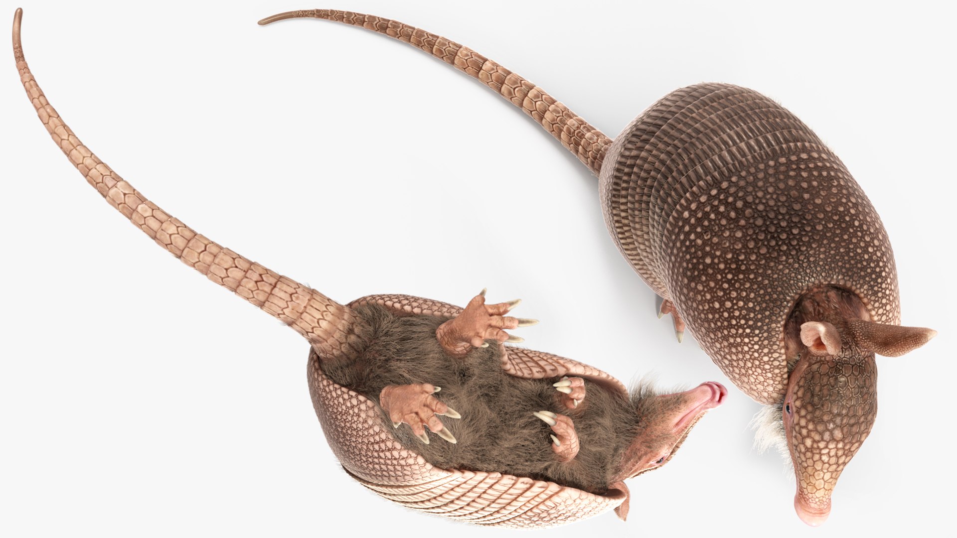 3D Armadillo In Hind Legs Pose Pink Fur Model - TurboSquid 2248058