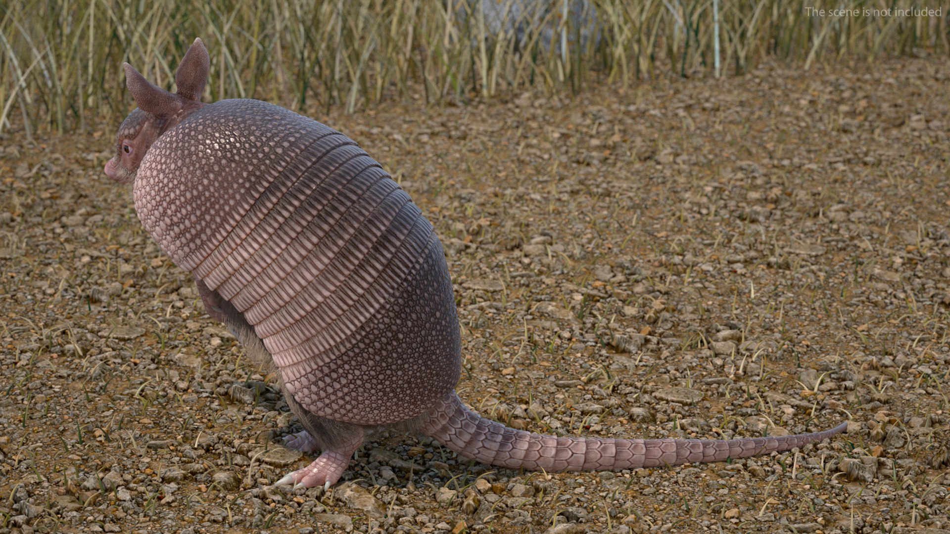 3D Armadillo In Hind Legs Pose Pink Fur Model - TurboSquid 2248058