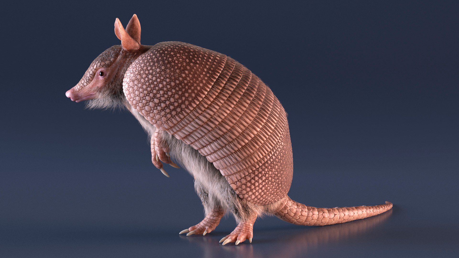 3D Armadillo In Hind Legs Pose Pink Fur Model - TurboSquid 2248058