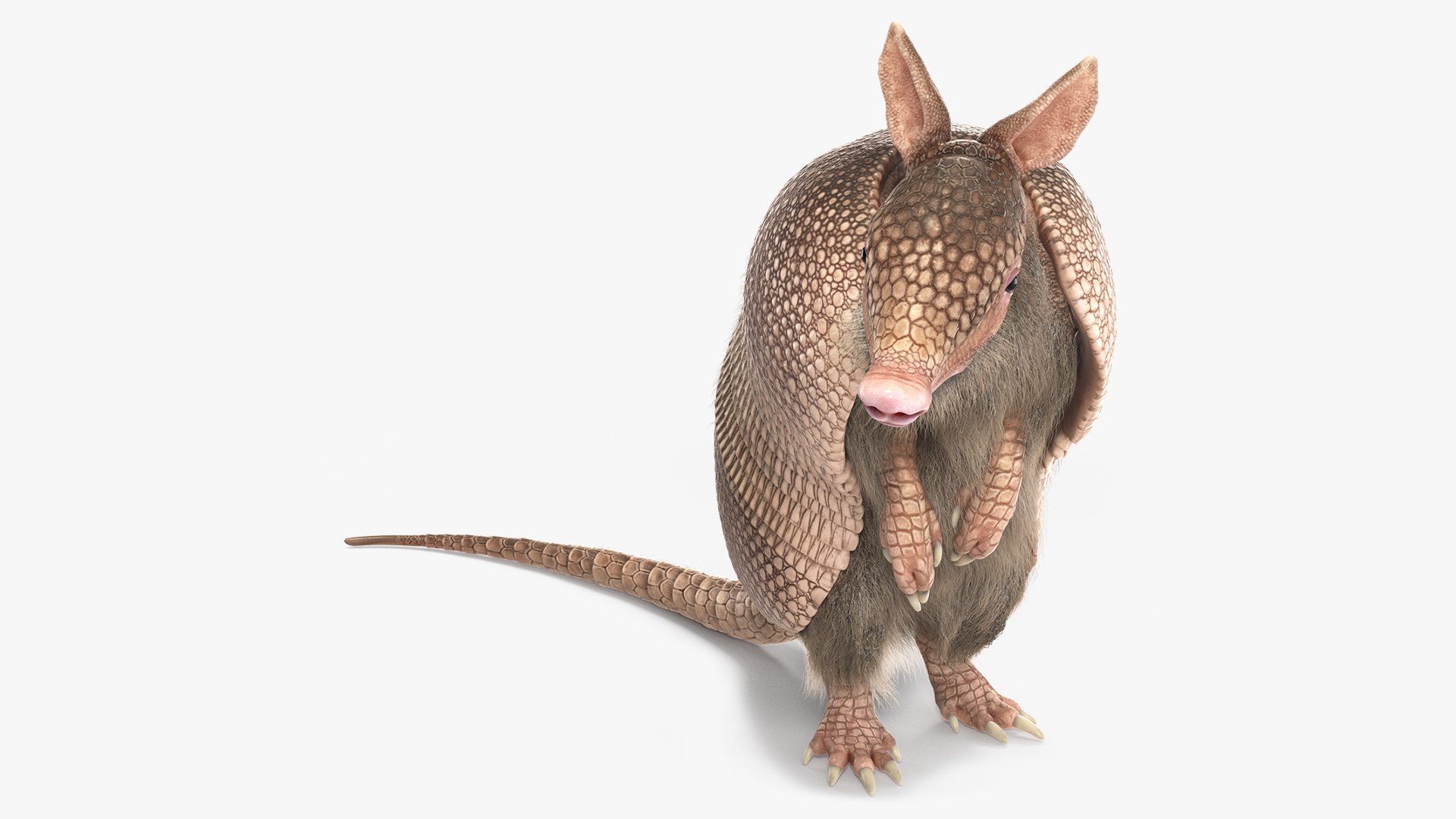 3D Armadillo In Hind Legs Pose Pink Fur Model - TurboSquid 2248058