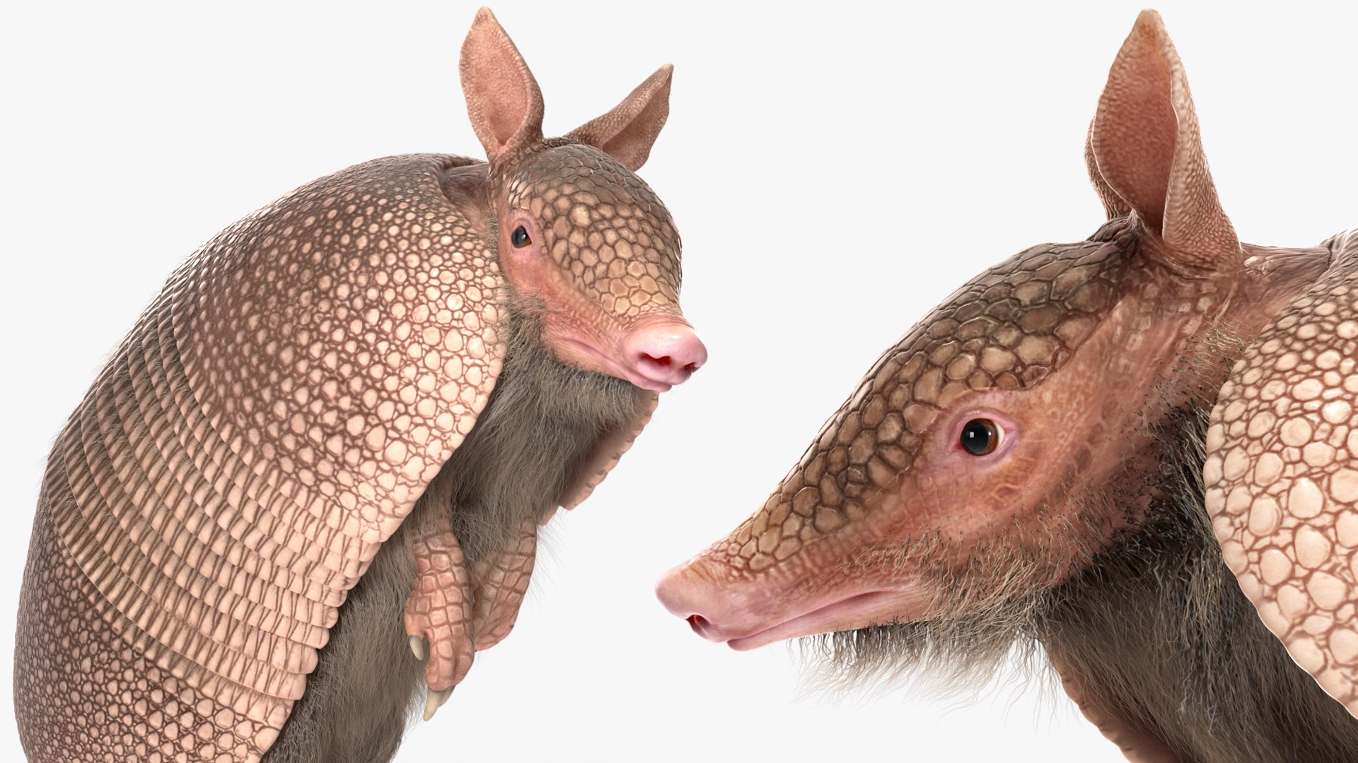 3D Armadillo In Hind Legs Pose Pink Fur Model - TurboSquid 2248058