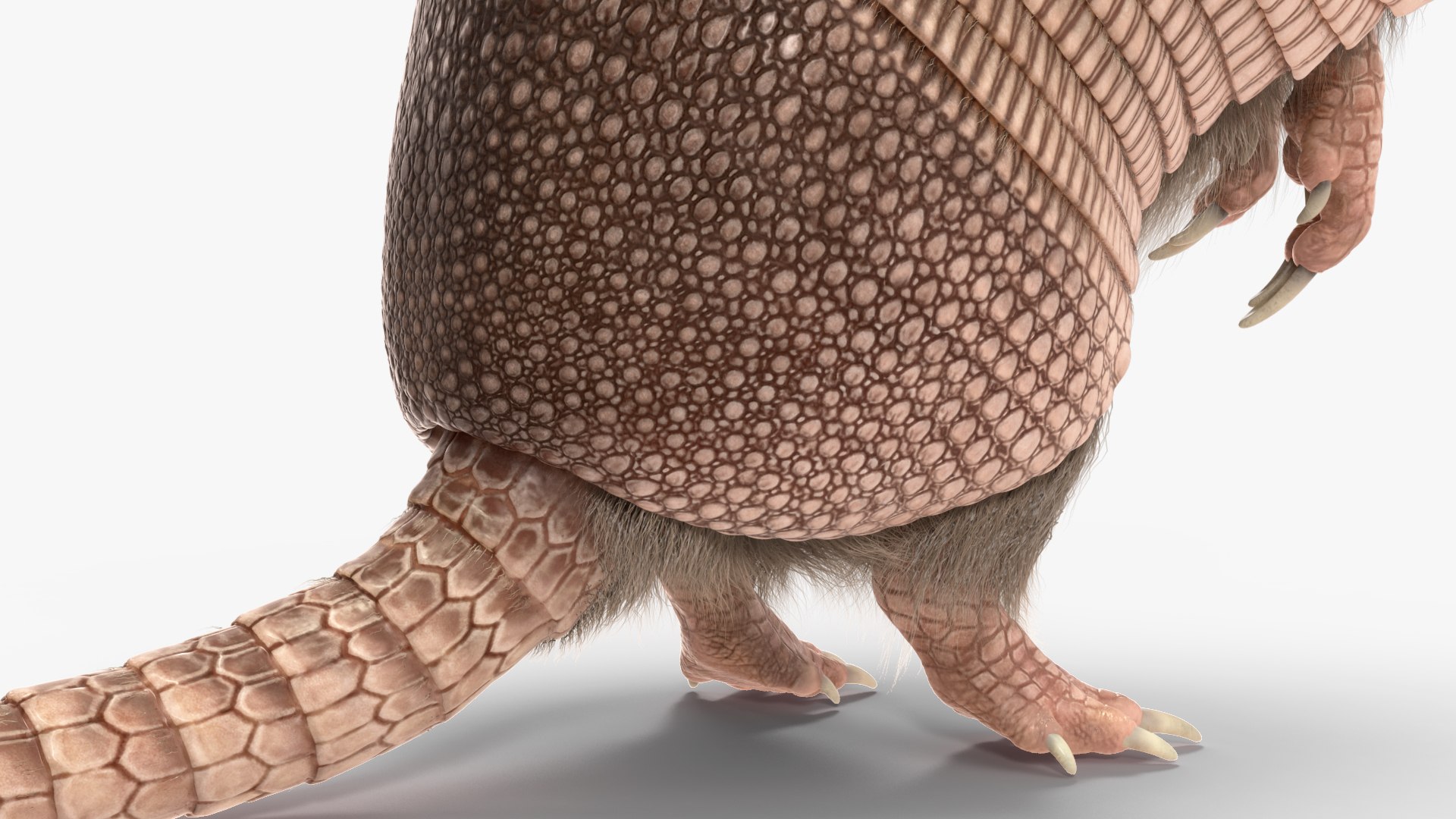 3D Armadillo In Hind Legs Pose Pink Fur Model - TurboSquid 2248058
