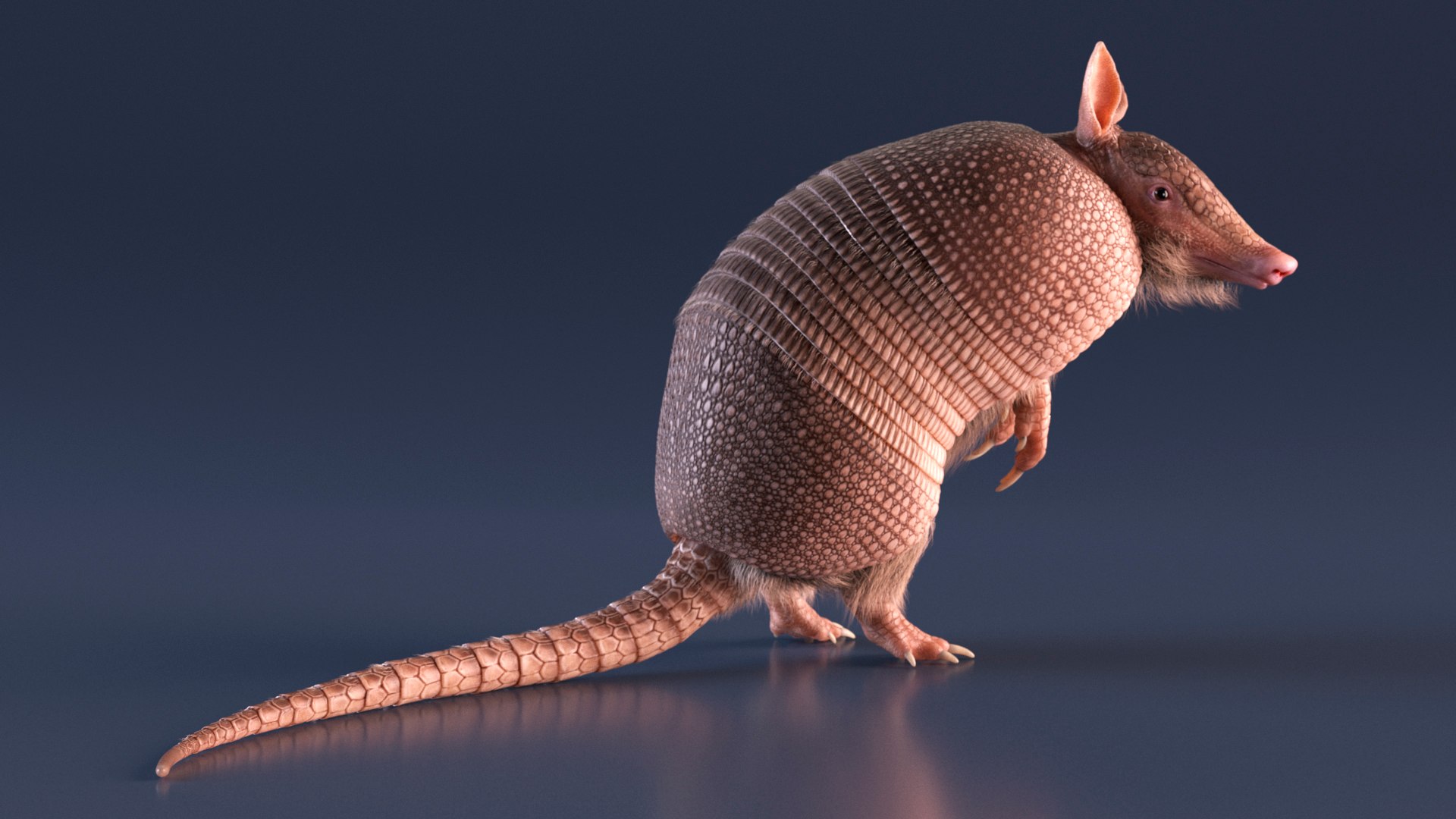 3D Armadillo In Hind Legs Pose Pink Fur Model - TurboSquid 2248058