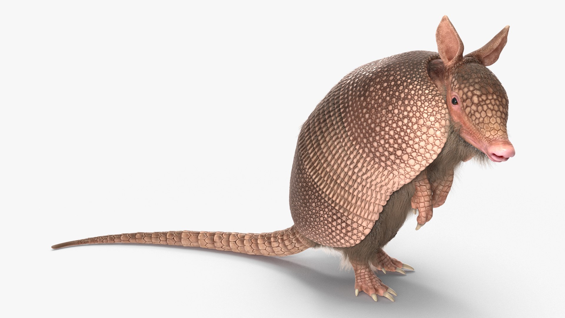 3D Armadillo In Hind Legs Pose Pink Fur Model - TurboSquid 2248058