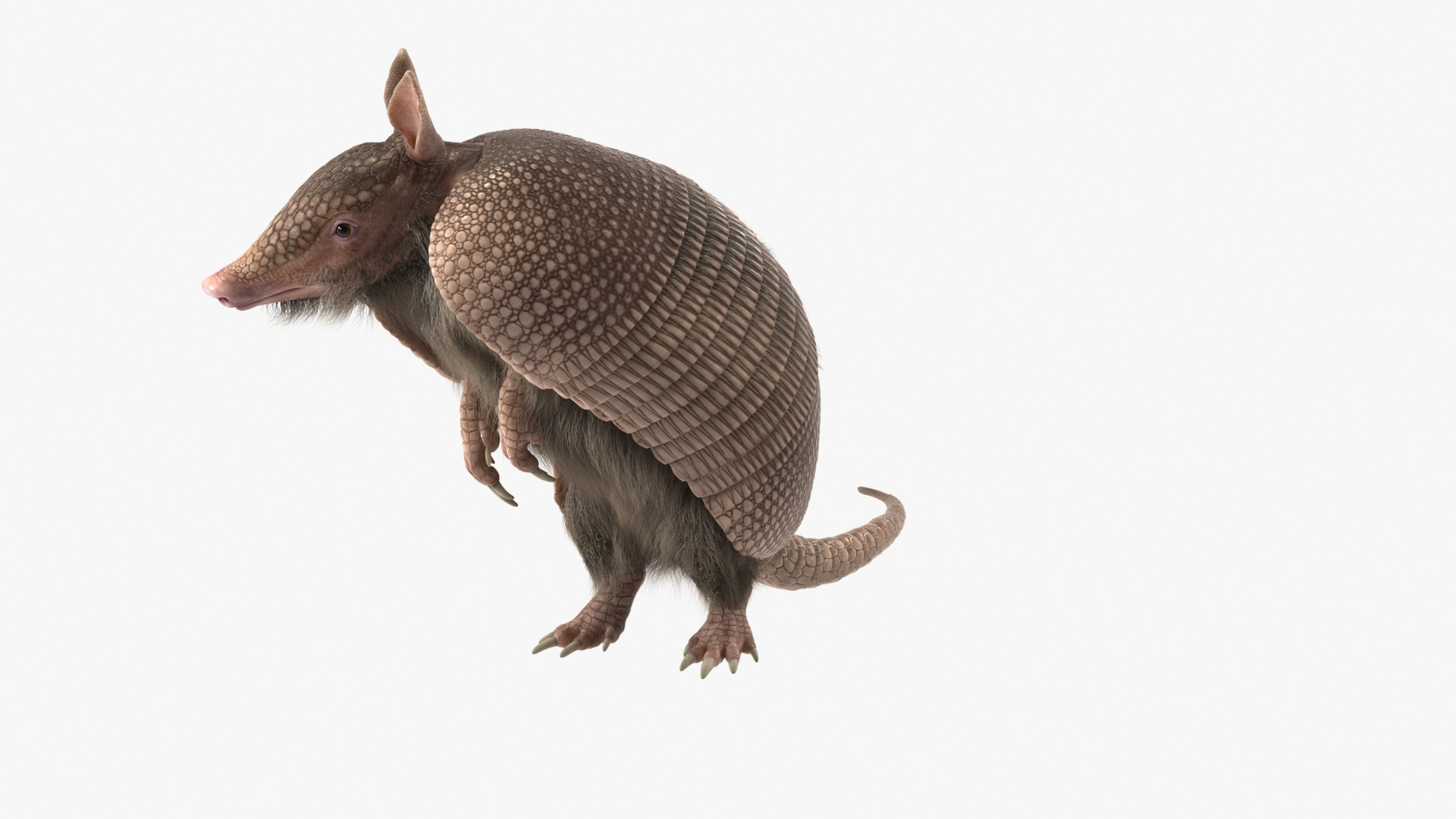 3D Armadillo In Hind Legs Pose Pink Fur Model - TurboSquid 2248058