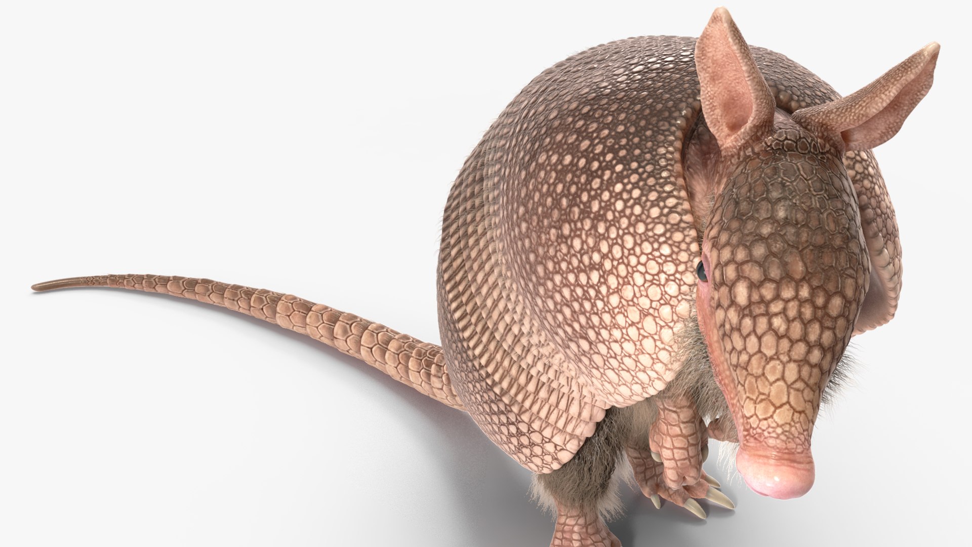 3D Armadillo In Hind Legs Pose Pink Fur Model - TurboSquid 2248058