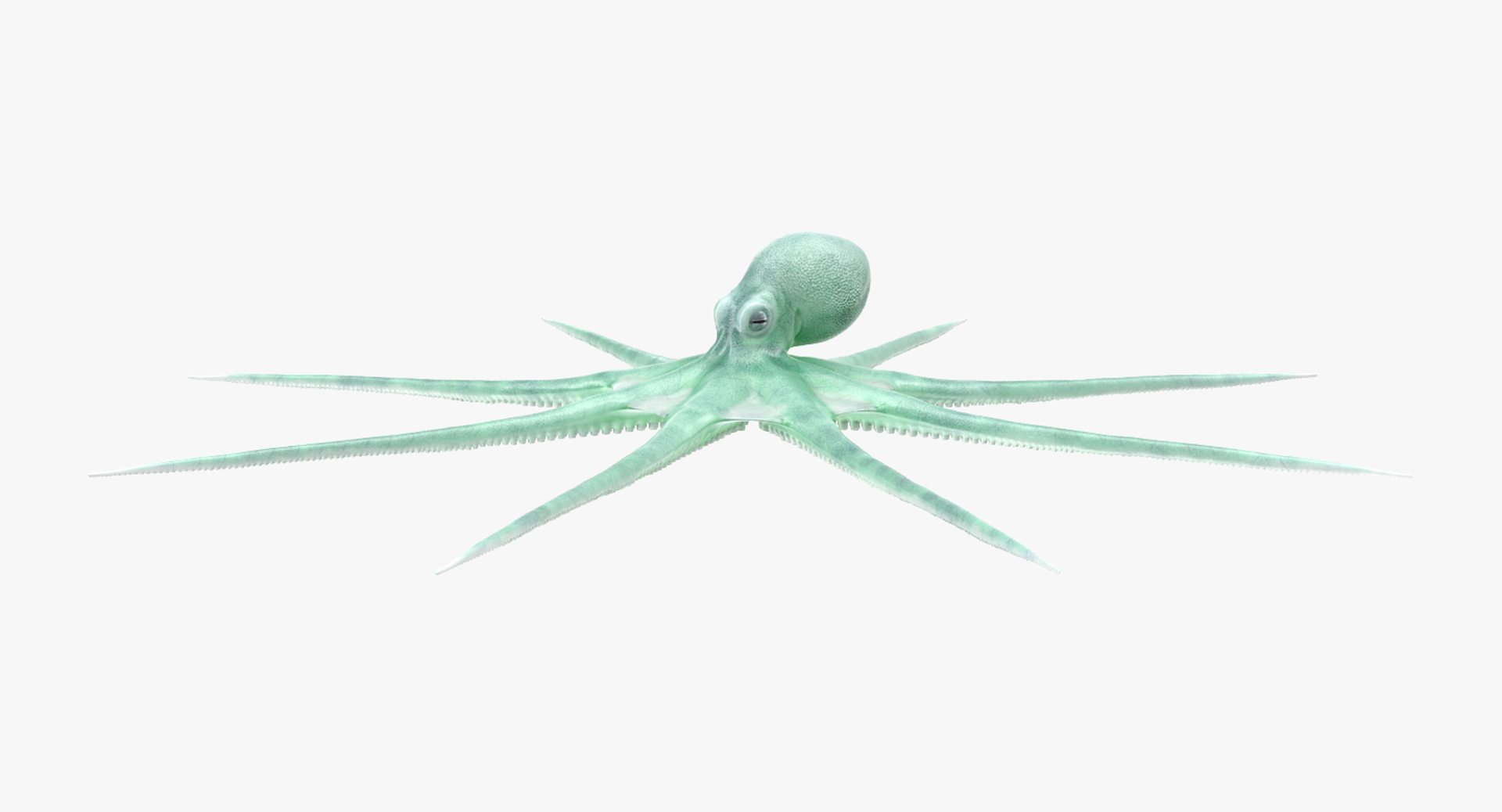 Blue Octopus 3D Model - TurboSquid 1151679
