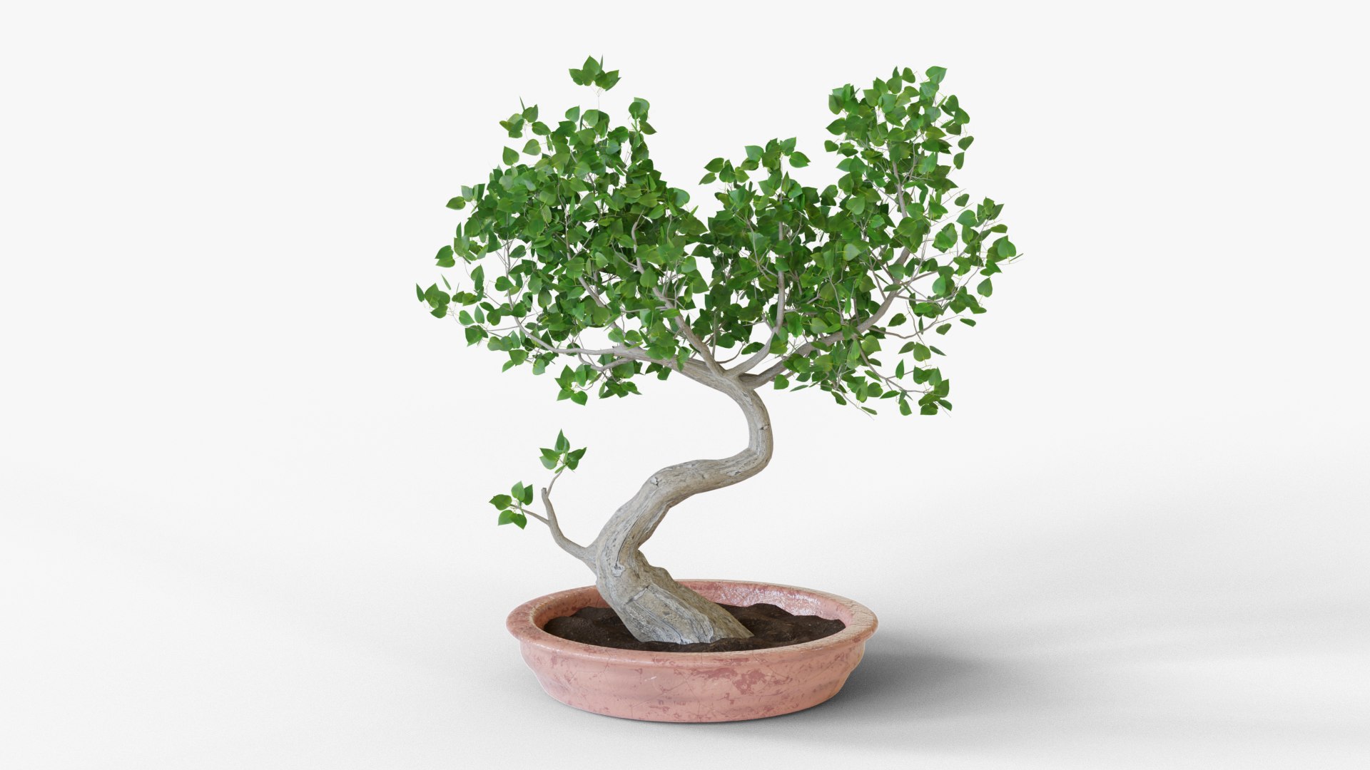 3D Bonsai Tree - TurboSquid 1782892