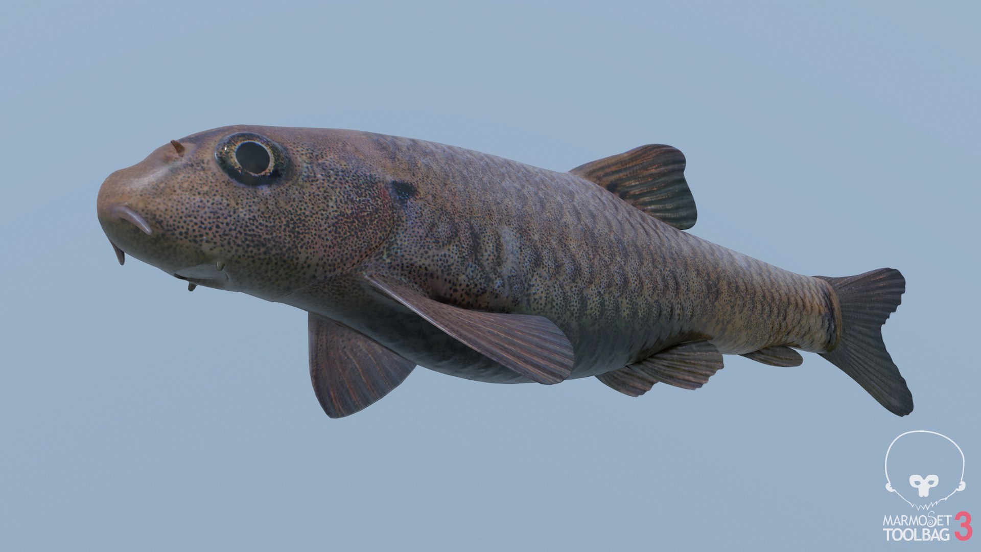 Red garra doctorfish 3D model - TurboSquid 1508514