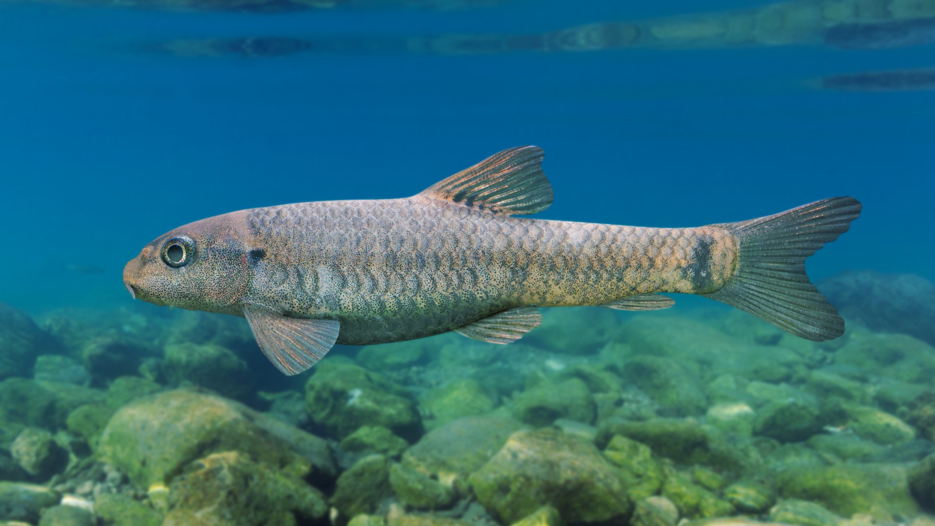 Red garra doctorfish 3D model - TurboSquid 1508514