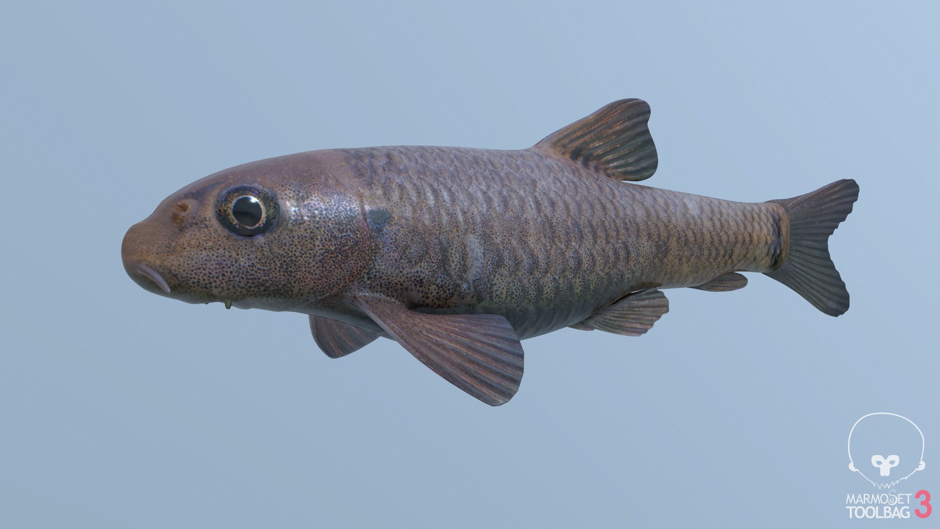 Red garra doctorfish 3D model - TurboSquid 1508514