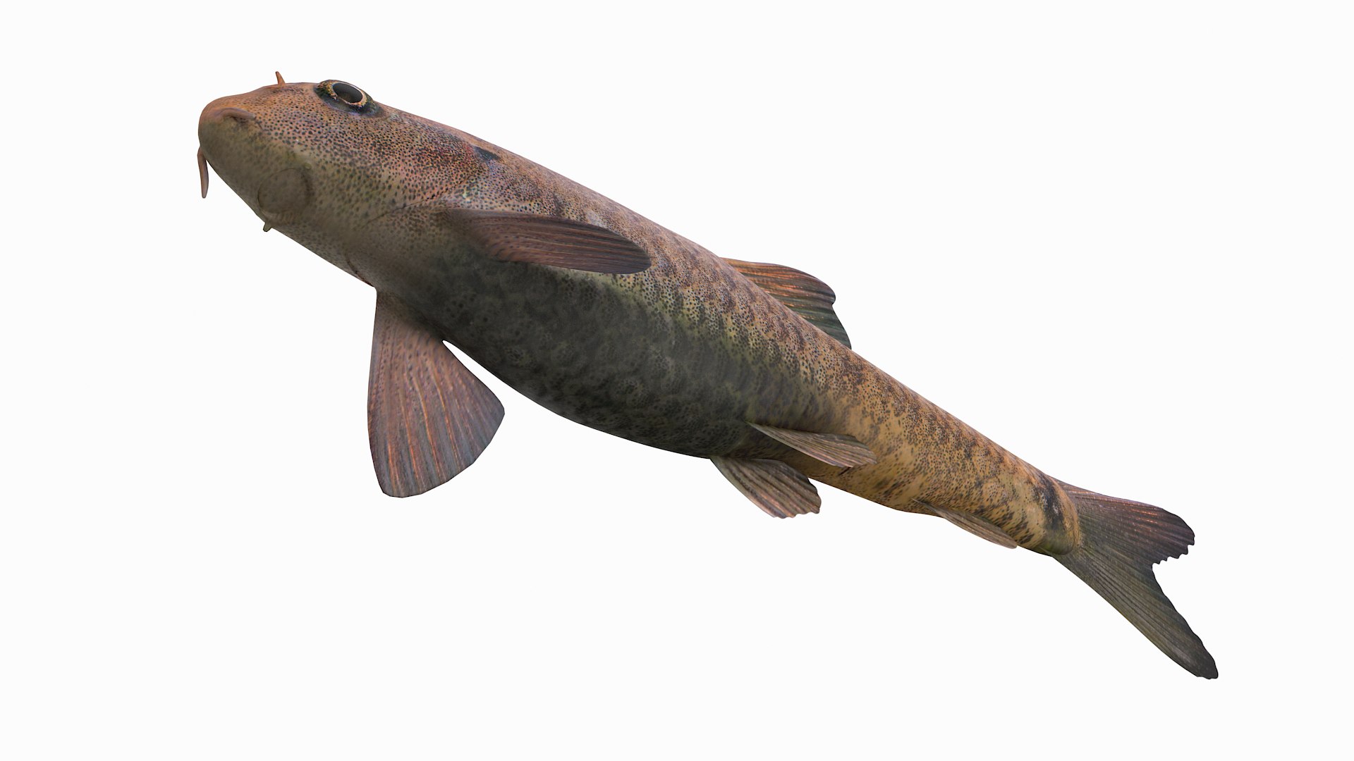 Red garra doctorfish 3D model - TurboSquid 1508514