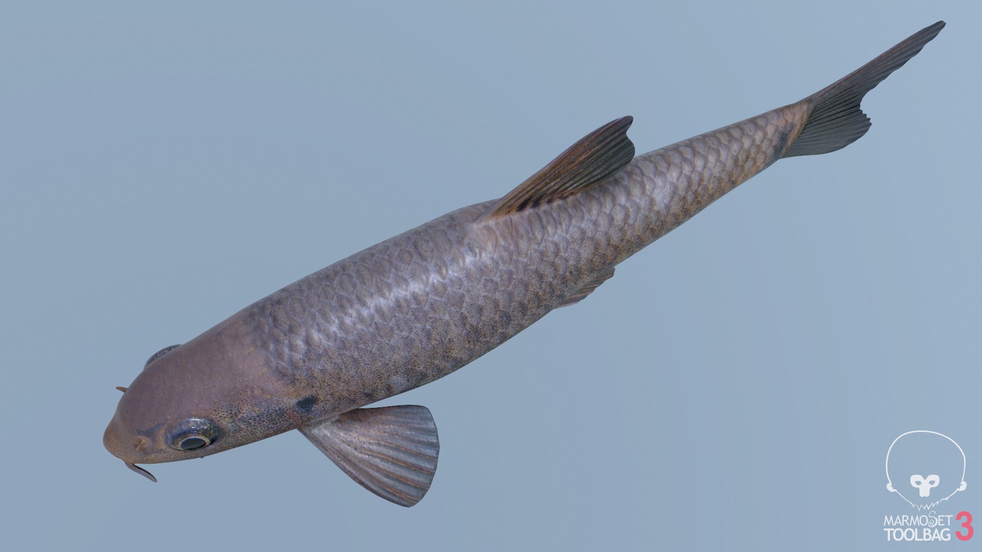 Red garra doctorfish 3D model - TurboSquid 1508514