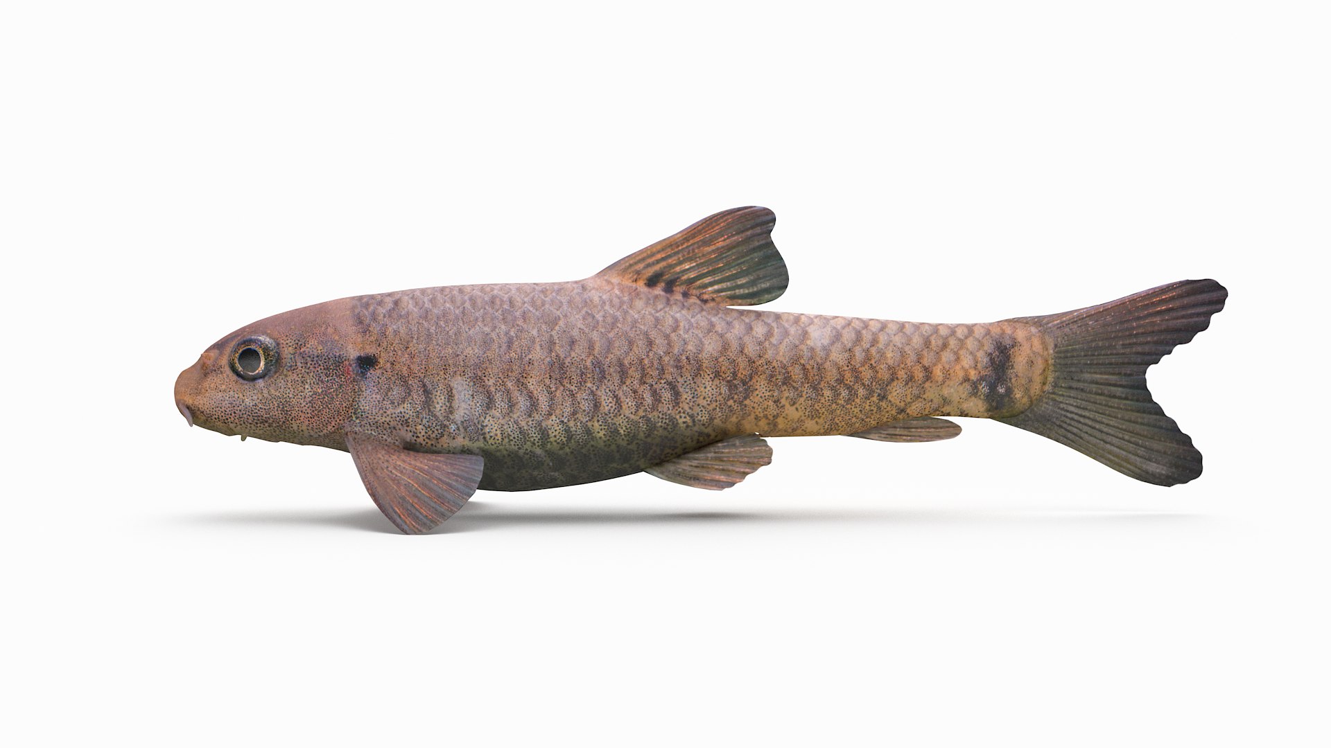 Red garra doctorfish 3D model - TurboSquid 1508514