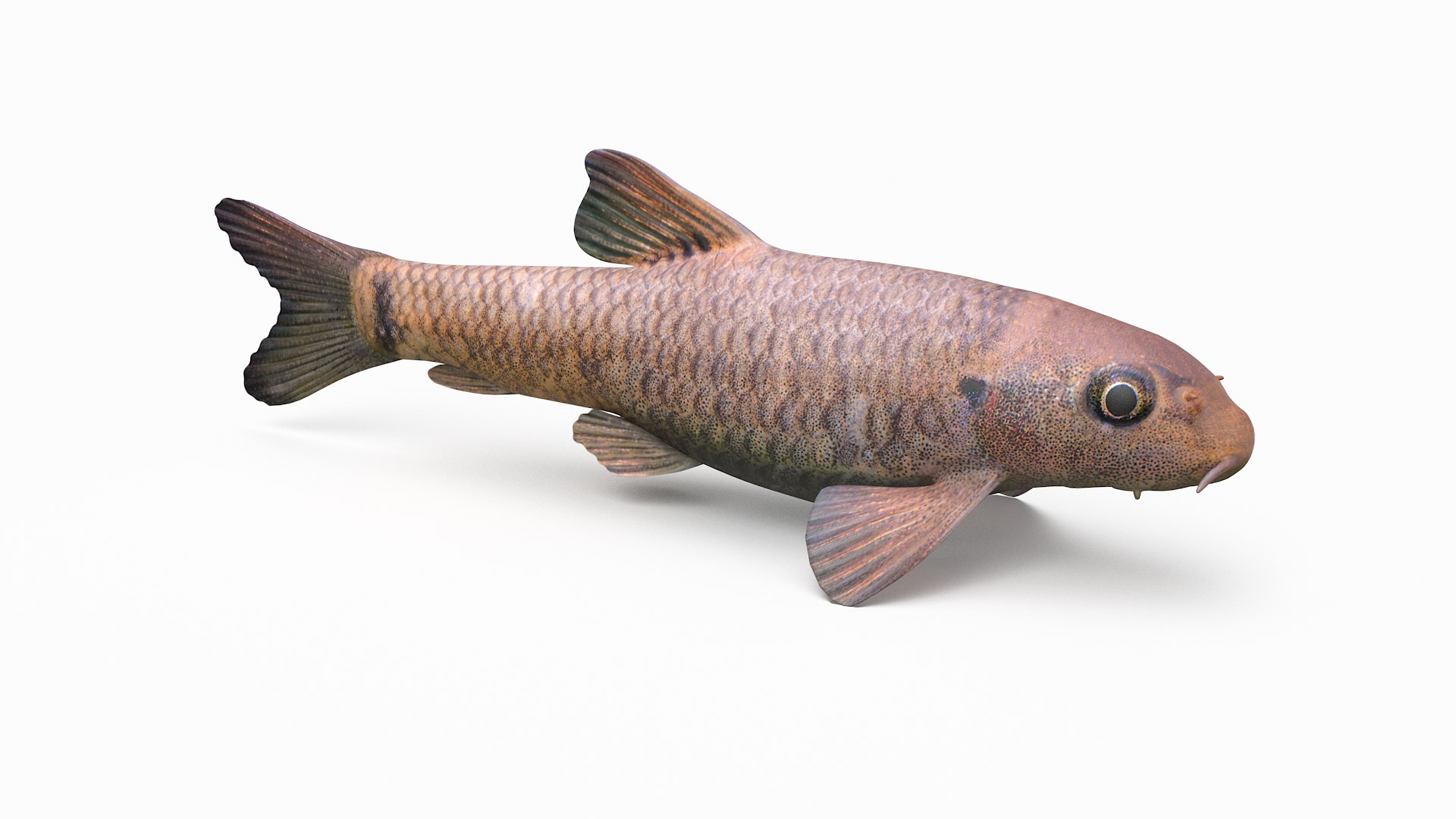 Red garra doctorfish 3D model - TurboSquid 1508514