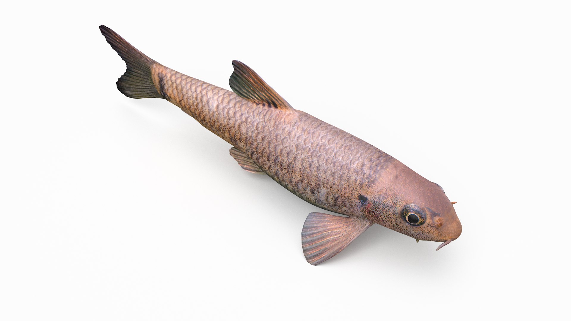 Red garra doctorfish 3D model - TurboSquid 1508514