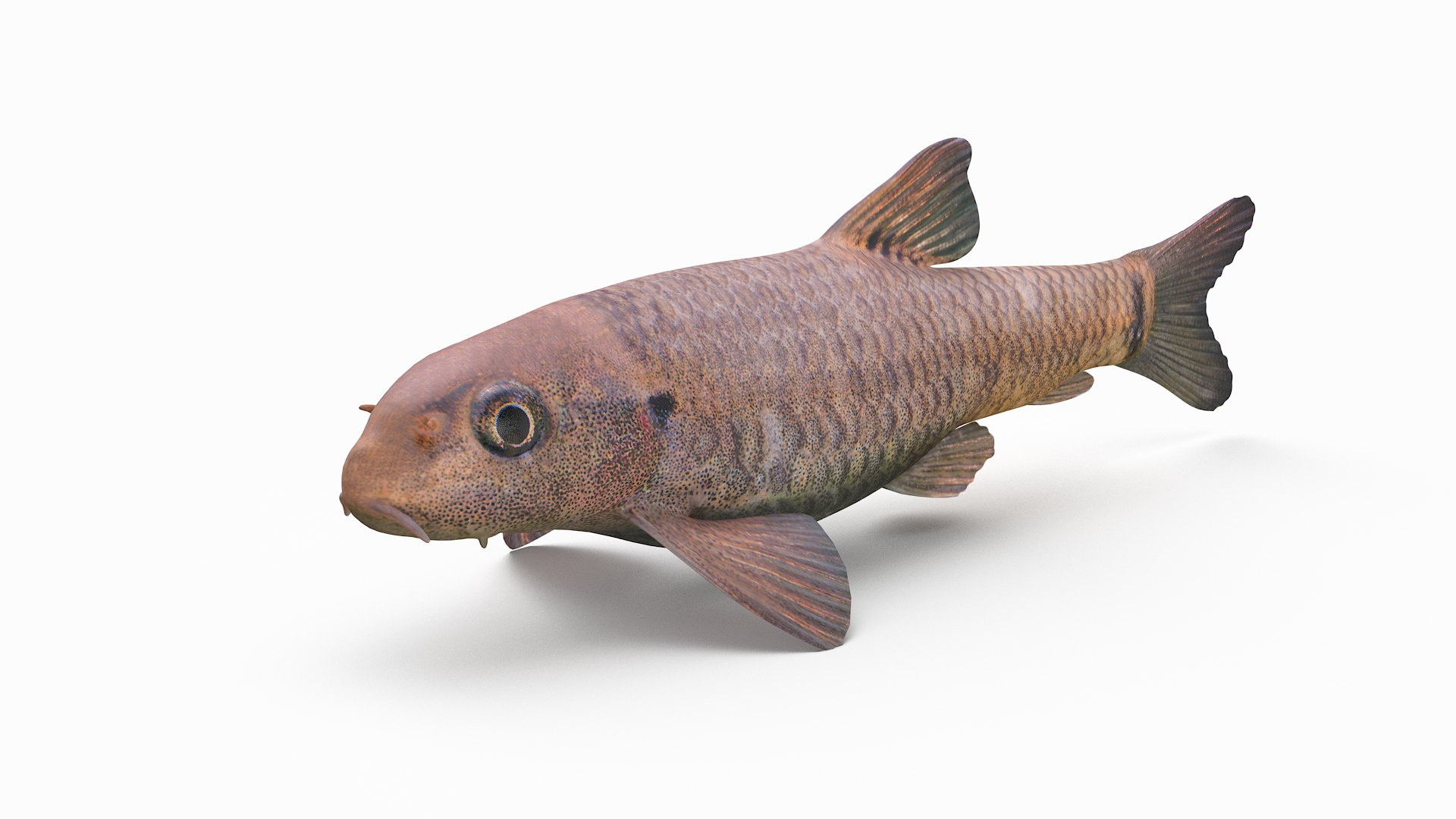 Red garra doctorfish 3D model - TurboSquid 1508514