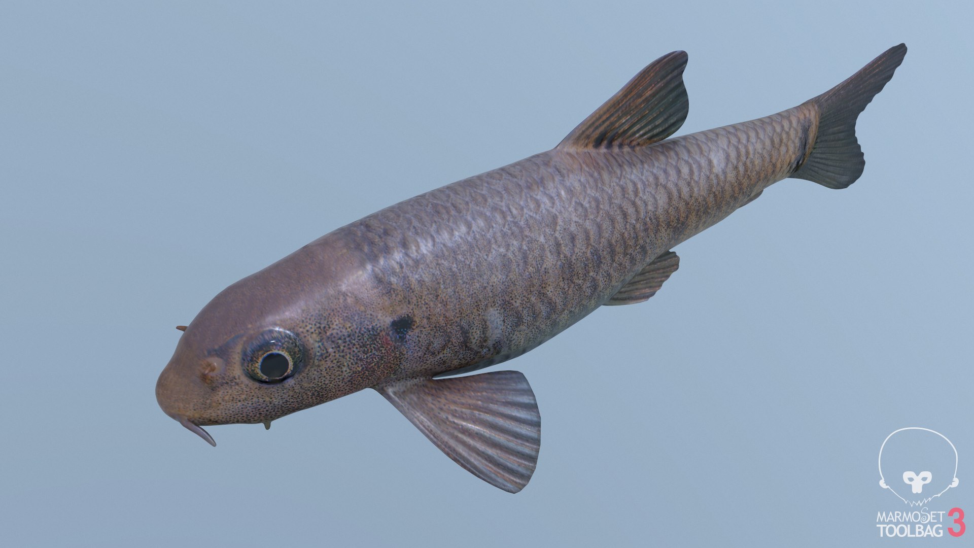 Red garra doctorfish 3D model - TurboSquid 1508514
