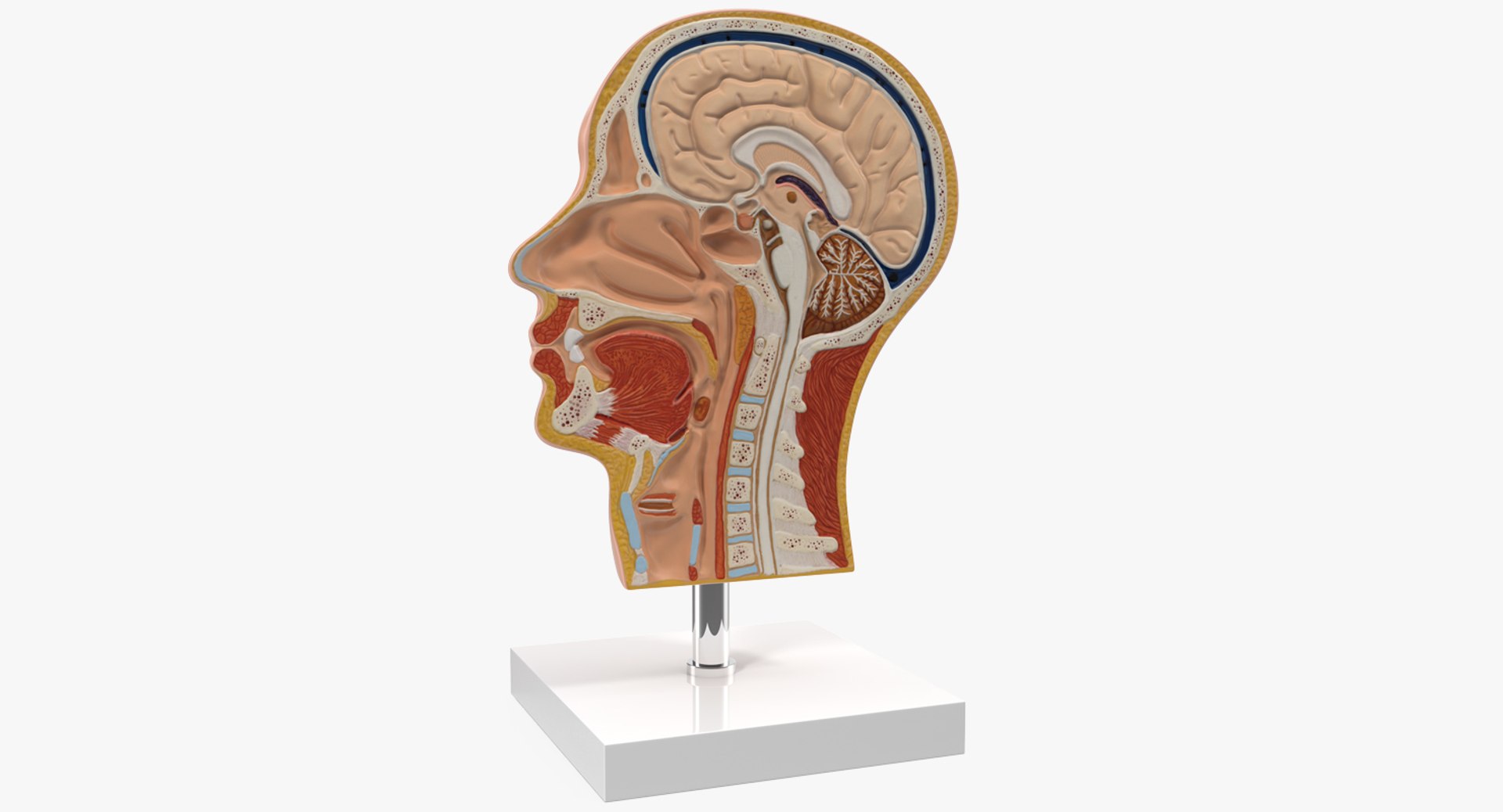 3D Section Human Head Anatomy - TurboSquid 1241365