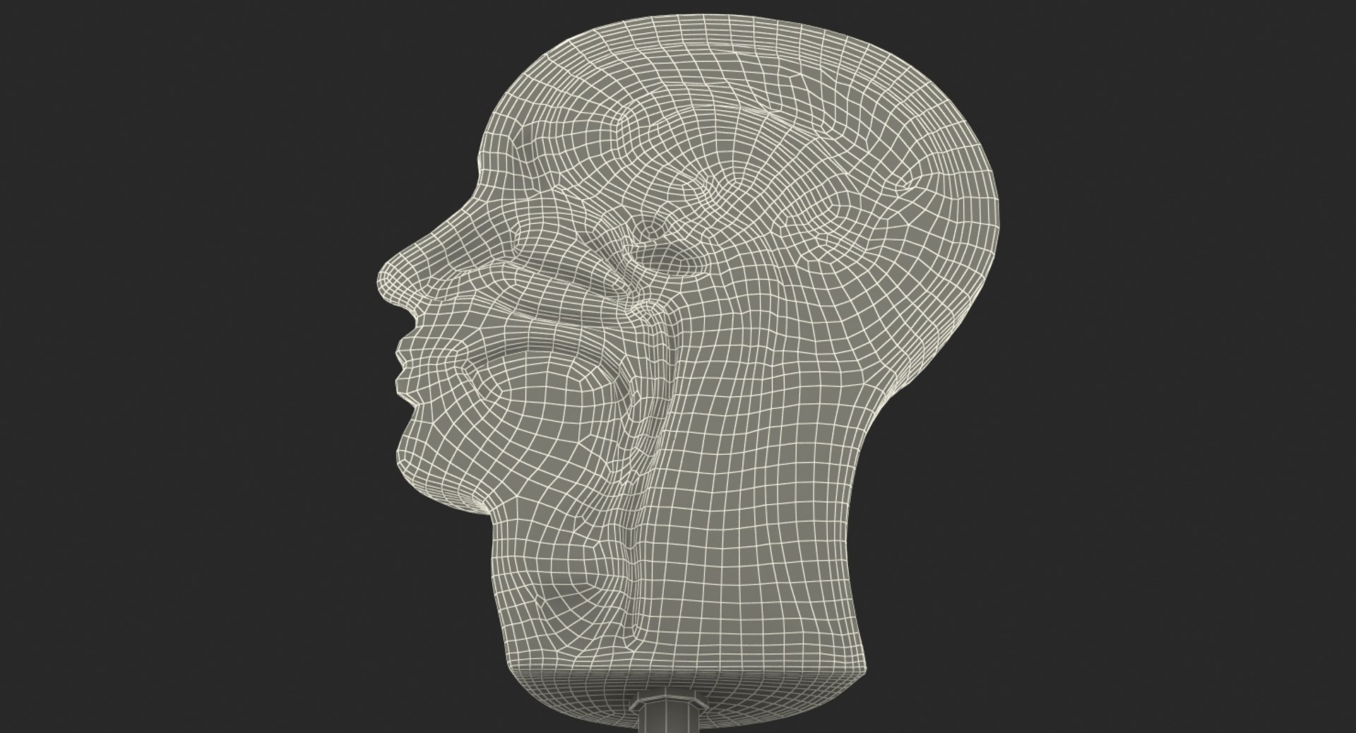 3D Section Human Head Anatomy - TurboSquid 1241365