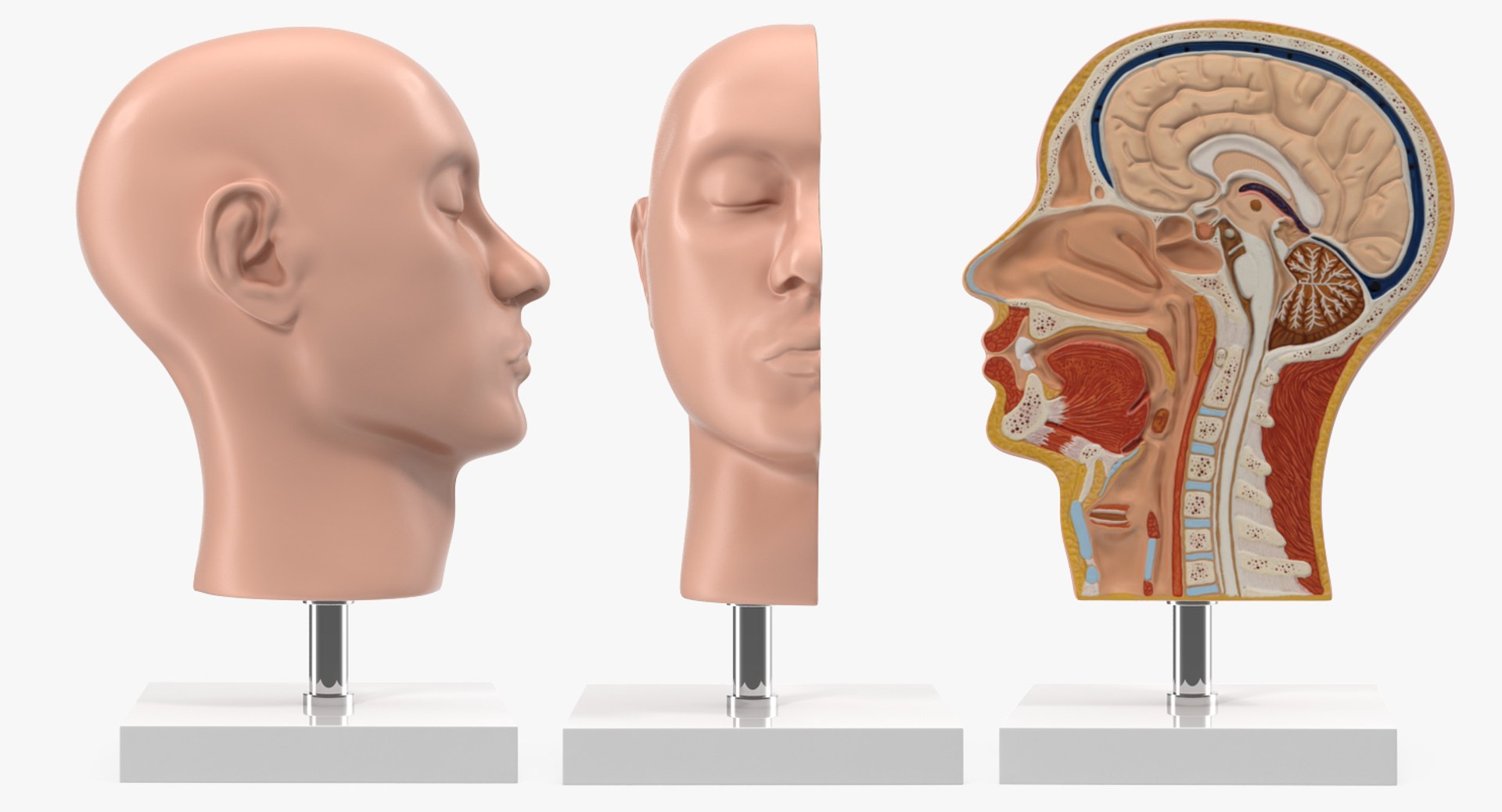 3D Section Human Head Anatomy - TurboSquid 1241365